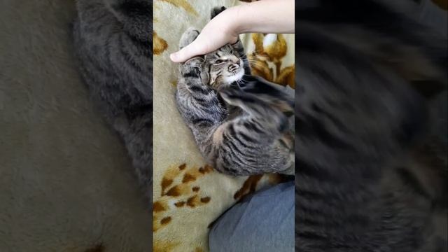 Наш Барсик).