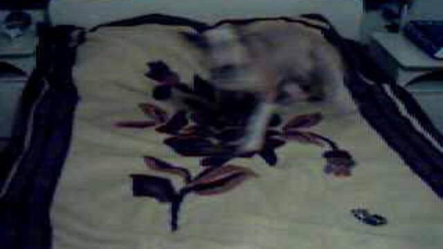 псища беснуется