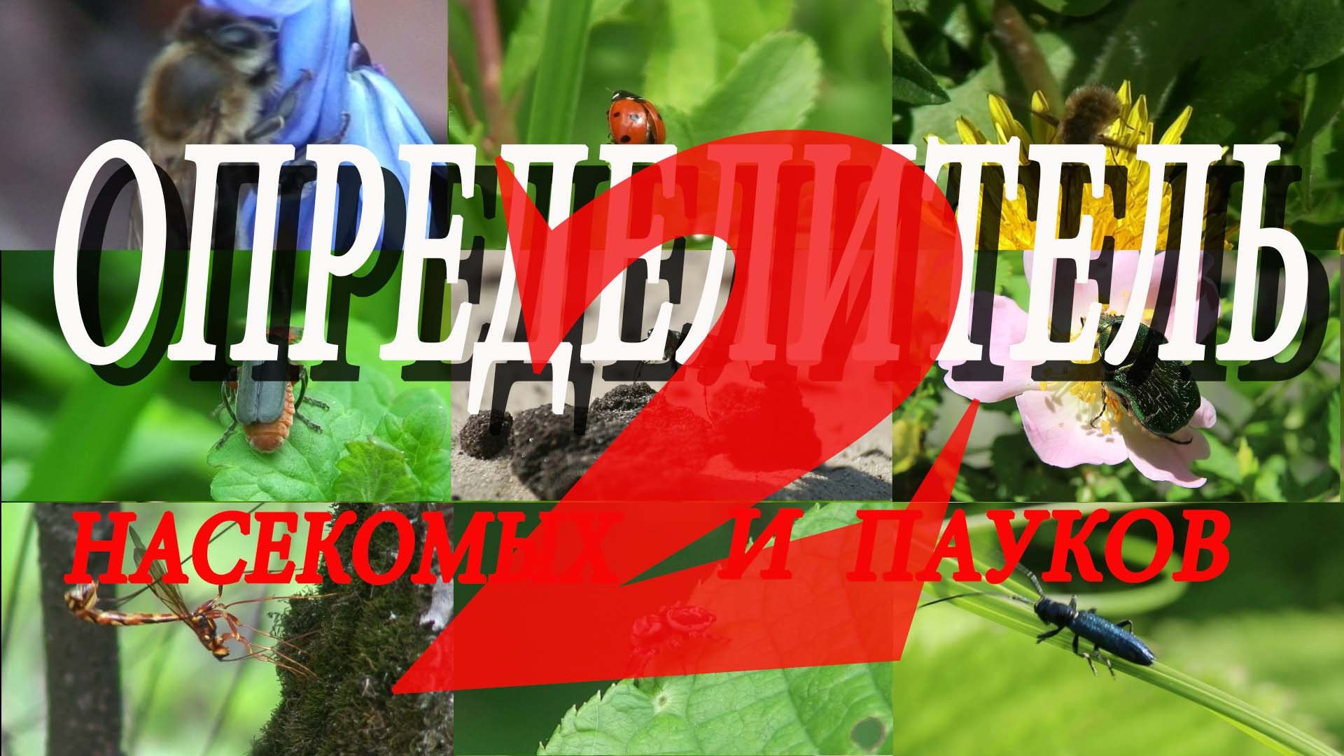 Определитель  насекомых и пауков 2 / Миллиметровая Вселенная