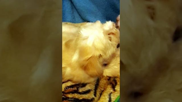 Это любовь!