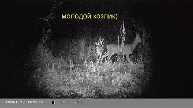 МОЛОДОЙ КОЗЛИК! ПЕРВЫЕ НОЧНЫЕ КАДРЫ  НА ФОТОЛОВУШКУ!!!