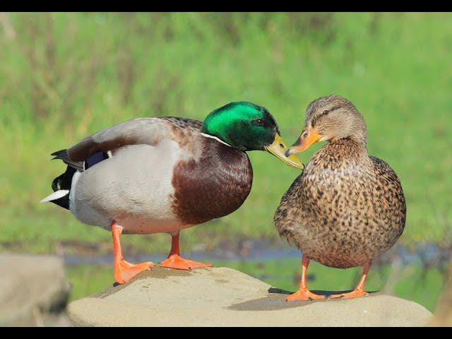 Догоню, вылюблю, сказал селезень, и погнался за уткой.