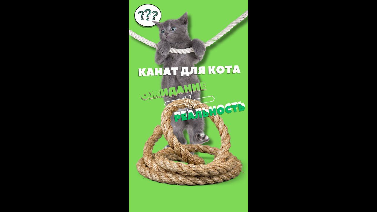 Канат для лазания своими руками #игрушкидлякошек #DIYдлякошек #шортс
