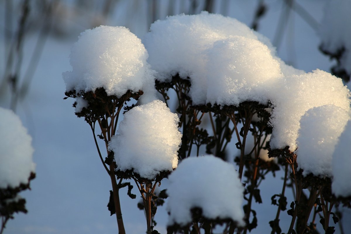 Под белою шапкой снегов.mp4