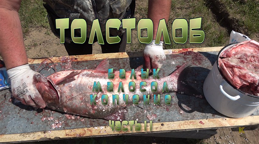 Толстолоб. Балык. Часть 2. Остров Кабаний. База Волжская.