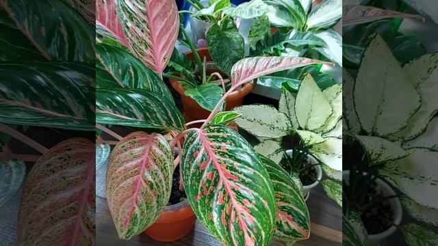 #Аглаонема крупномер? #сорт Кокомелон?Рекомендую?Красива и неприхотлива #цветы #растения #shorts
