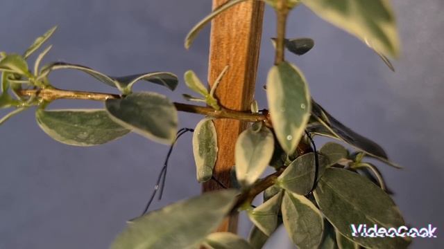 Мирт Тарентино вариегатный 2