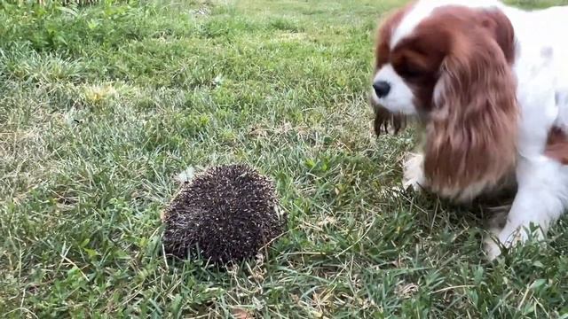 Тедди , кошки и ежик