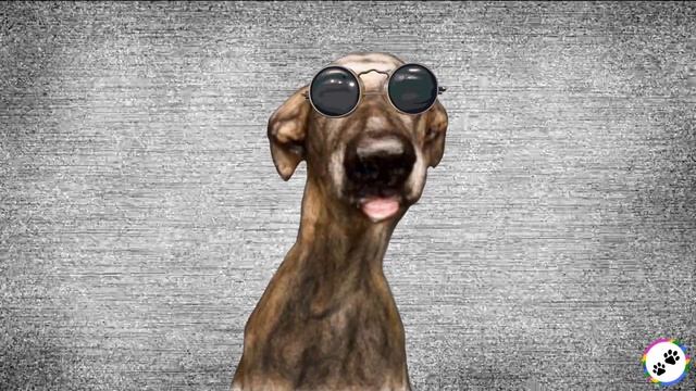 Забавные питомцы #73