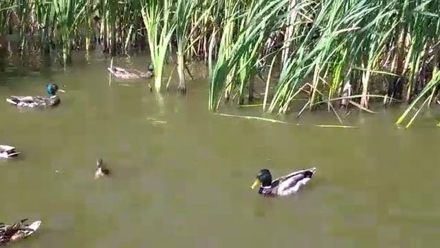 Утки с утятами СПБ.mp4
