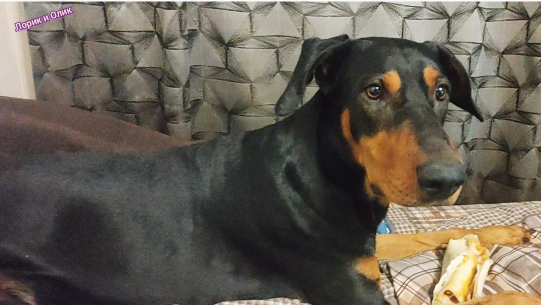 Доберман Лорд. Хвост не вместился.