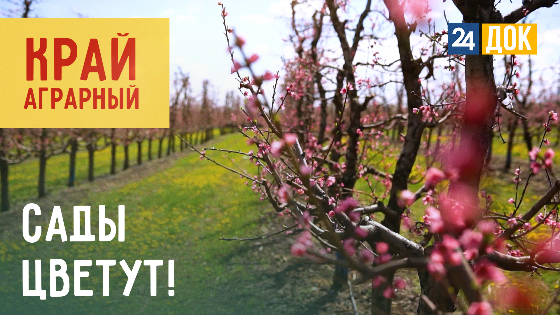 Как кубанские яблоки летали в космос? Край аграрный 2.0.24