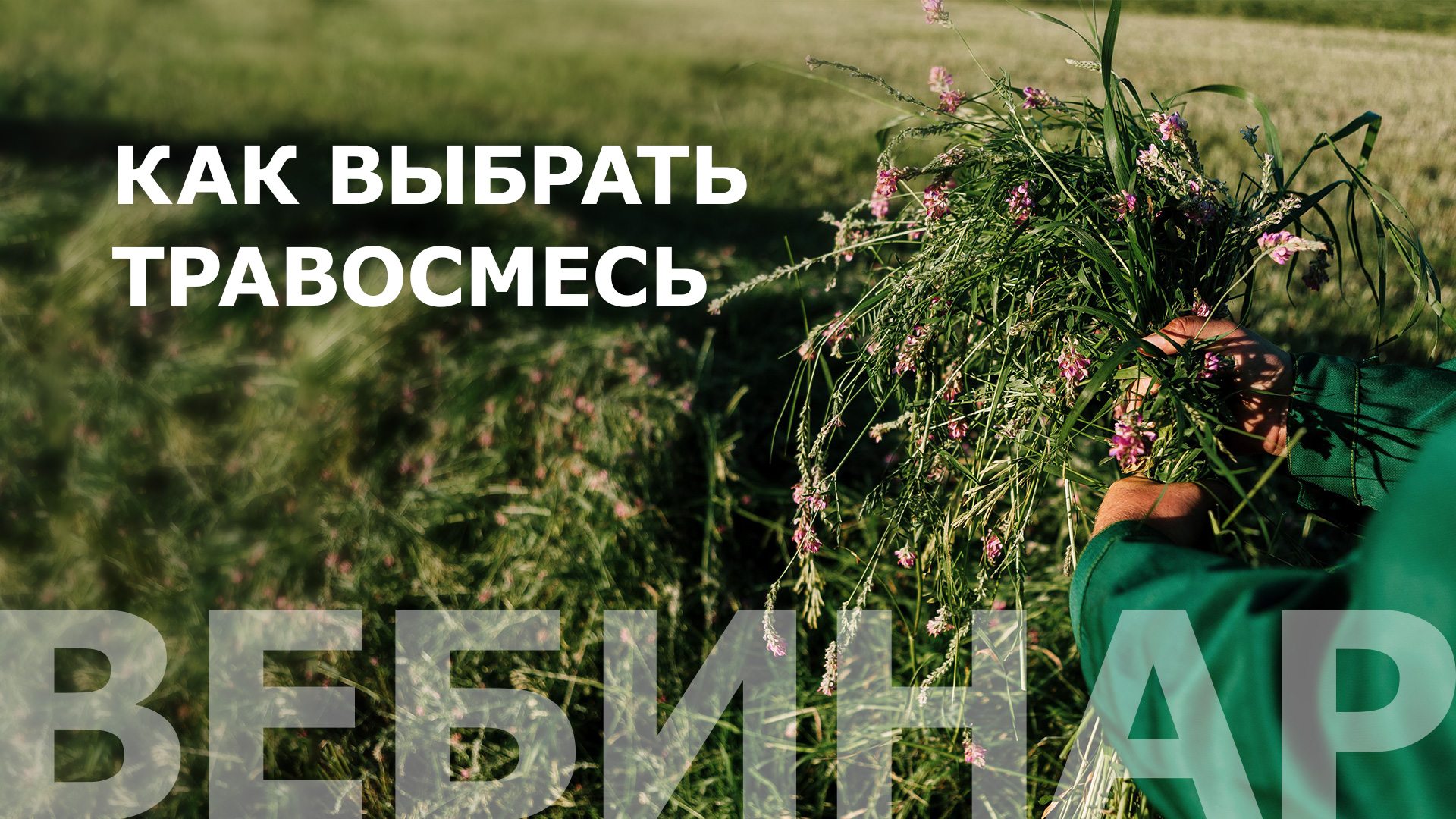 Как выбрать травосмесь в зависимости от вашего региона