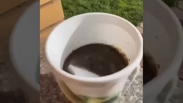 ? Лайфхак по выращиванию грибов на участке