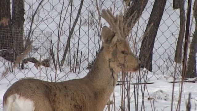 Шкотово, сафари-парк 2