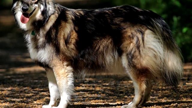 ТОП-10 самых интересных метисов разных пород