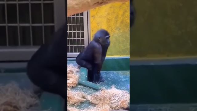 Подборка бебезян вам в ленту #shorts