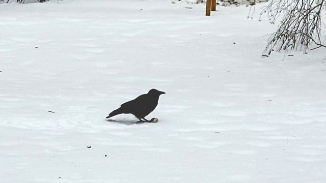 Голодная серая ворона