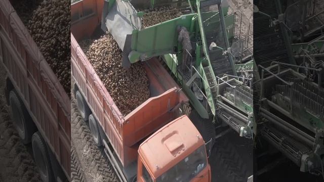 Уборка картофеля видео, картофелеуборочный комбайн, картофельная техника от Колнаг.mp4