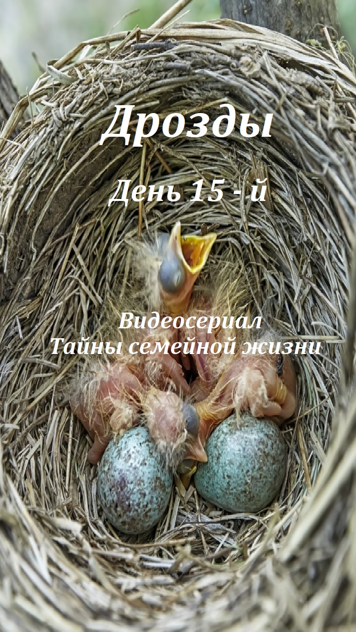 Птица дрозд. Тайны семейной жизни. День 15 - й