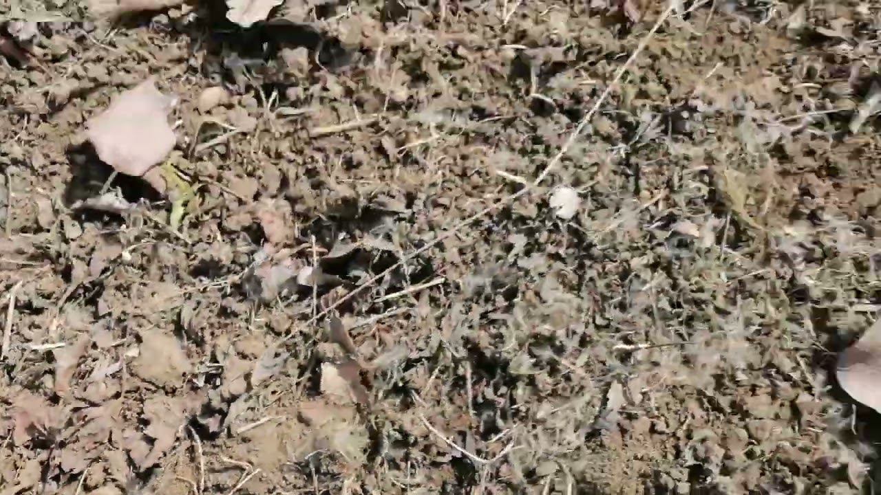 Весенний результат размножения лилий.