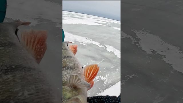 Окунь на 700 грамм