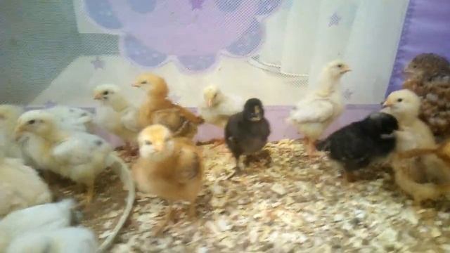 цыплята несушки.