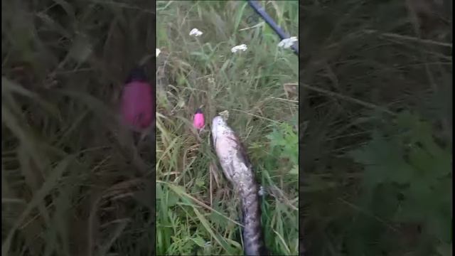 Ловля змееголова на лягушку 80 мм (25 гр) от Mr. Musurok