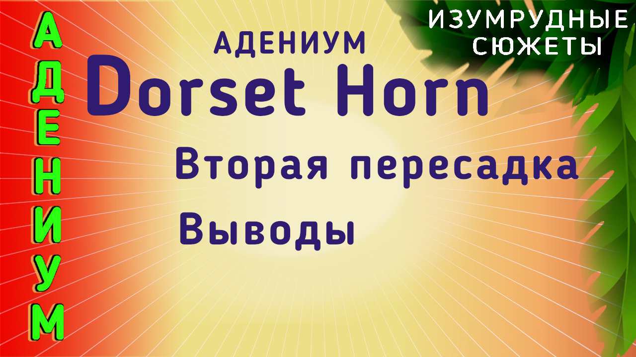 Адениум DORSET HORN. Вторая Пересадка. Выводы.