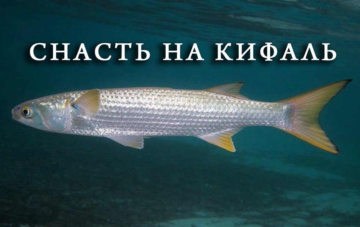 Снасть для ловли кефали. Как правильно связать ставку на кефаль