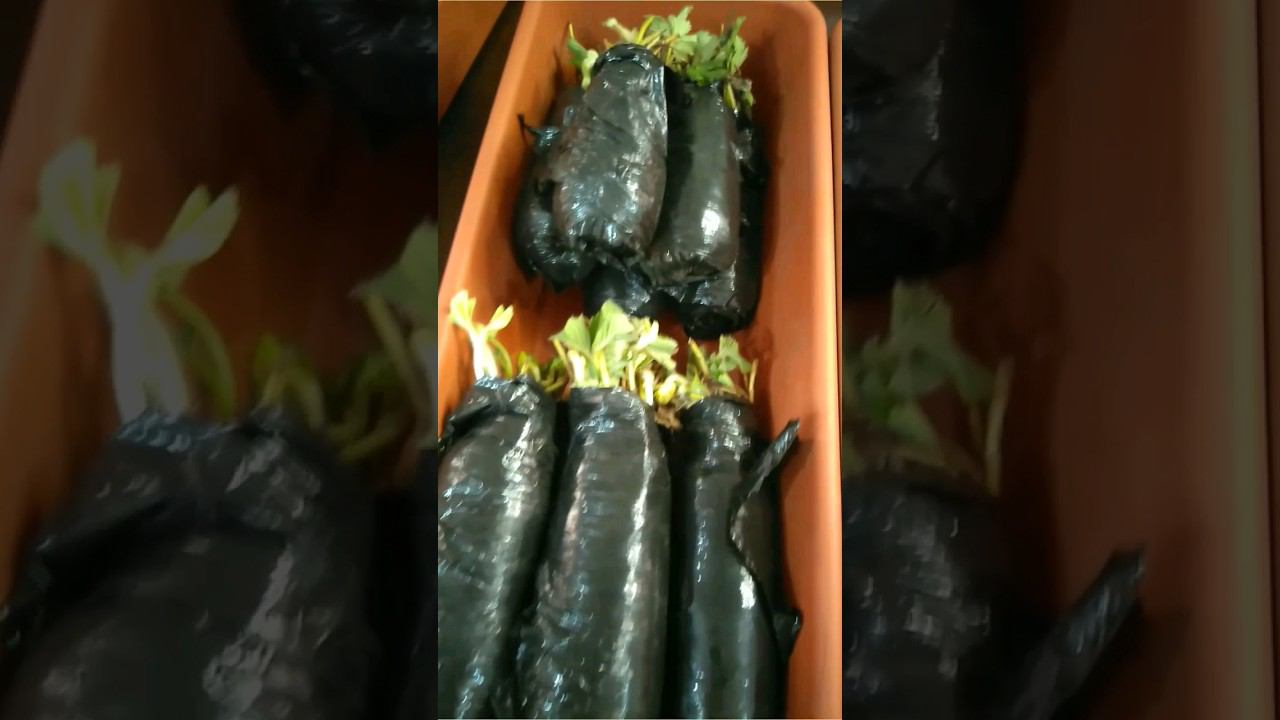 Урок 28. 3 варианта, что делать с рассадой фриго после покупки.