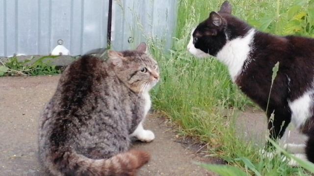 Два кота, кого оги делят.