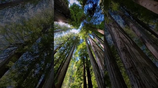 Видеообои - Давай иди в леса иди найди природу и найди себя.