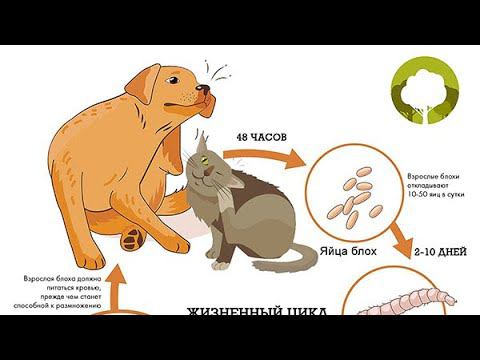 Малоизвестные факты о блохах