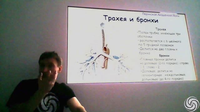 11.17.  Дыхательная система. Анатомия и физиология