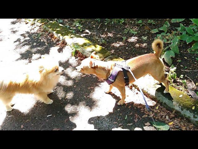 Арчи хочет в лес и не любит бегунов. Фокс & Арчи. Гуляем...