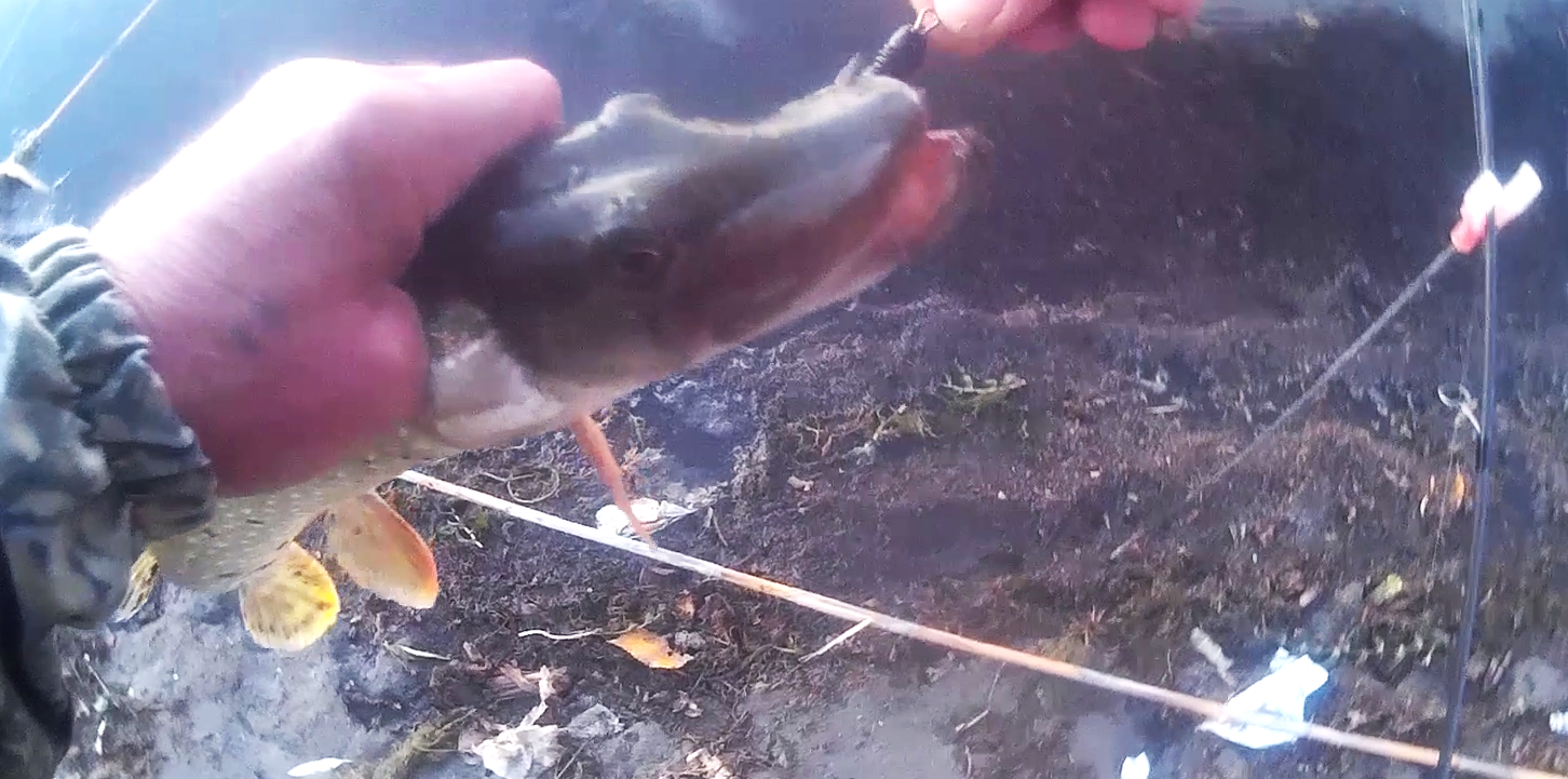 За грибами и за щукой в пойму с супругой.