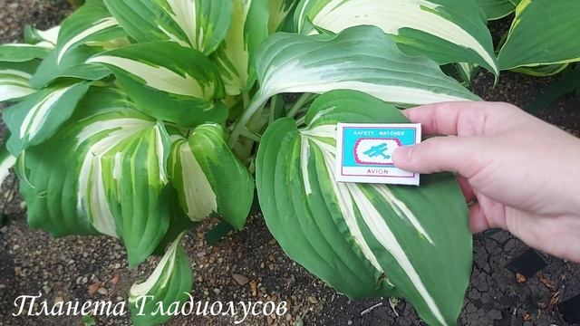 Хоста Night Before Christmas (Ночь перед Рождеством)