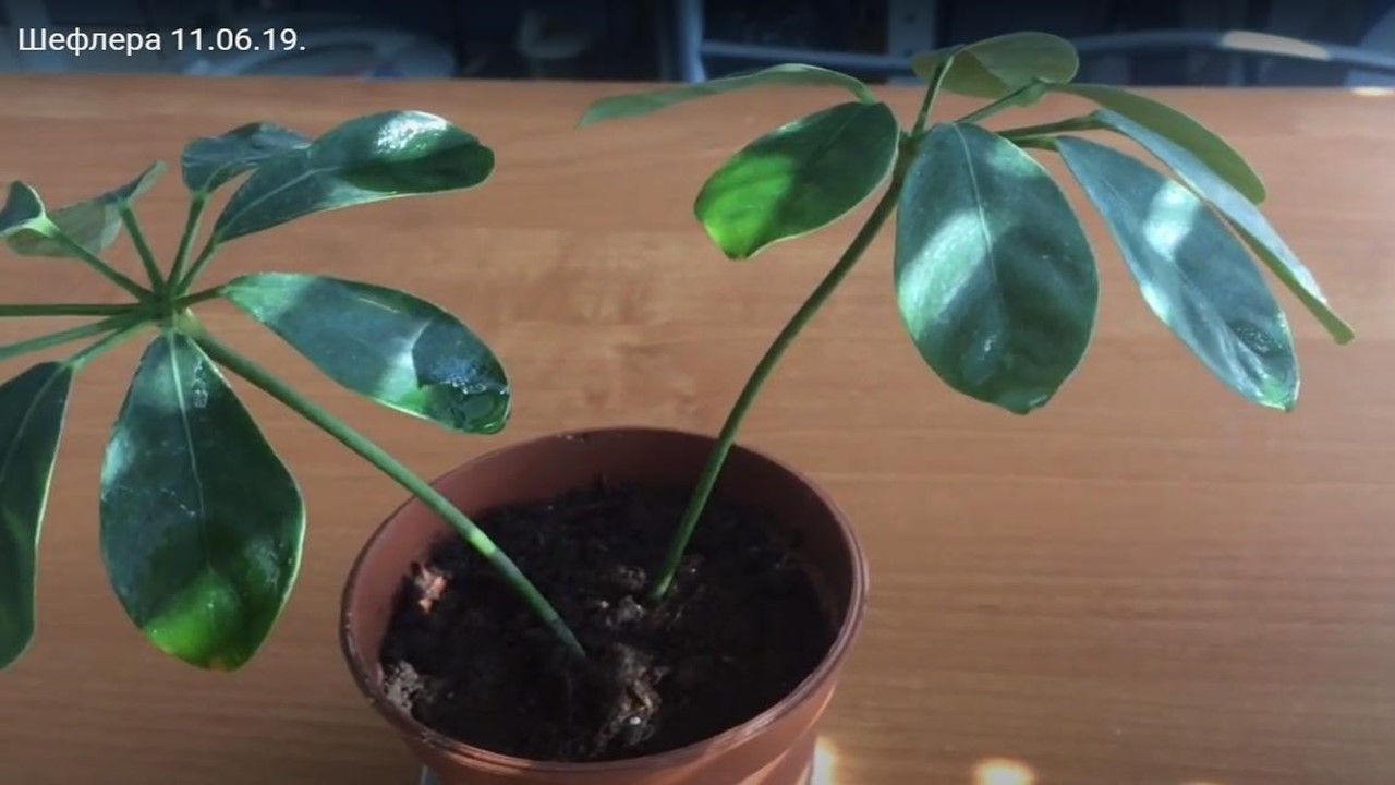 Шефлера 11.06.19.