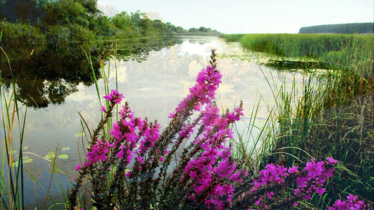 Река нашей жизни