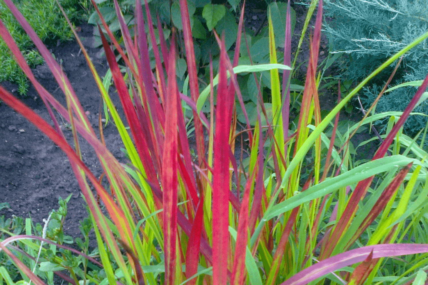 Императа цилиндрическая «Red Baron». Цветение (Imperata)