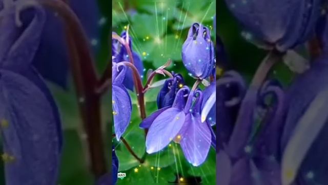 Волшебный мир. Водосбор