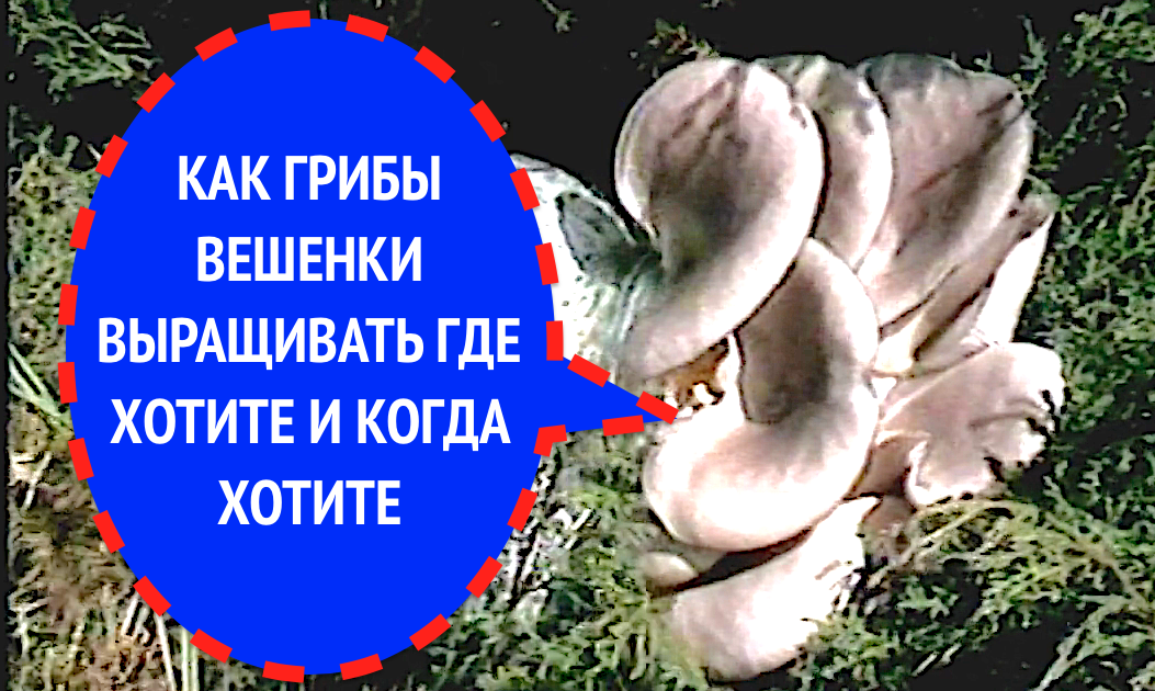 ГРИБЫ ВЕШЕНКИ - ЛУЧШЕ ОПЯТ!