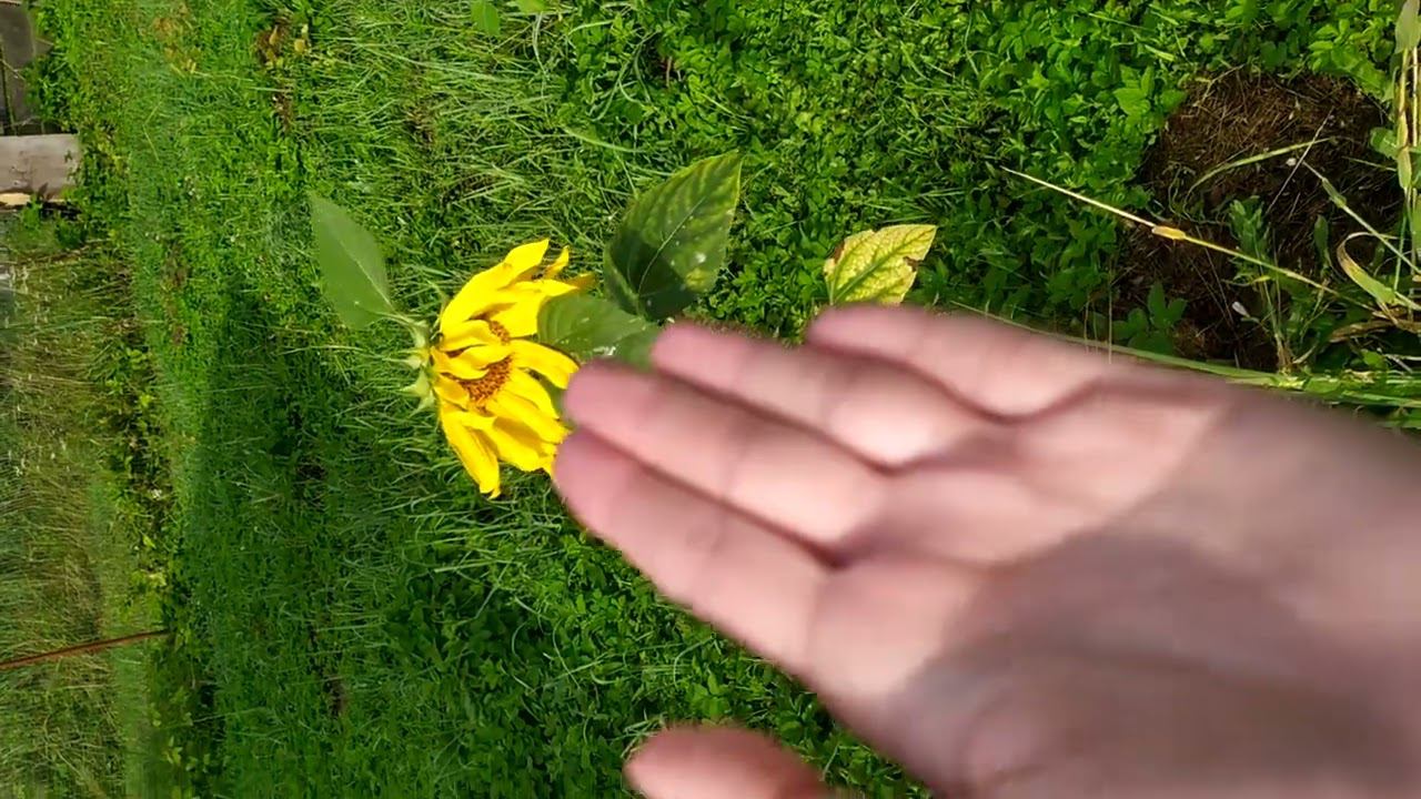 Часть 2 #Умный #гениальный #ленивый #огород. Без перекопки, полива, прополки, даже без мульчирования