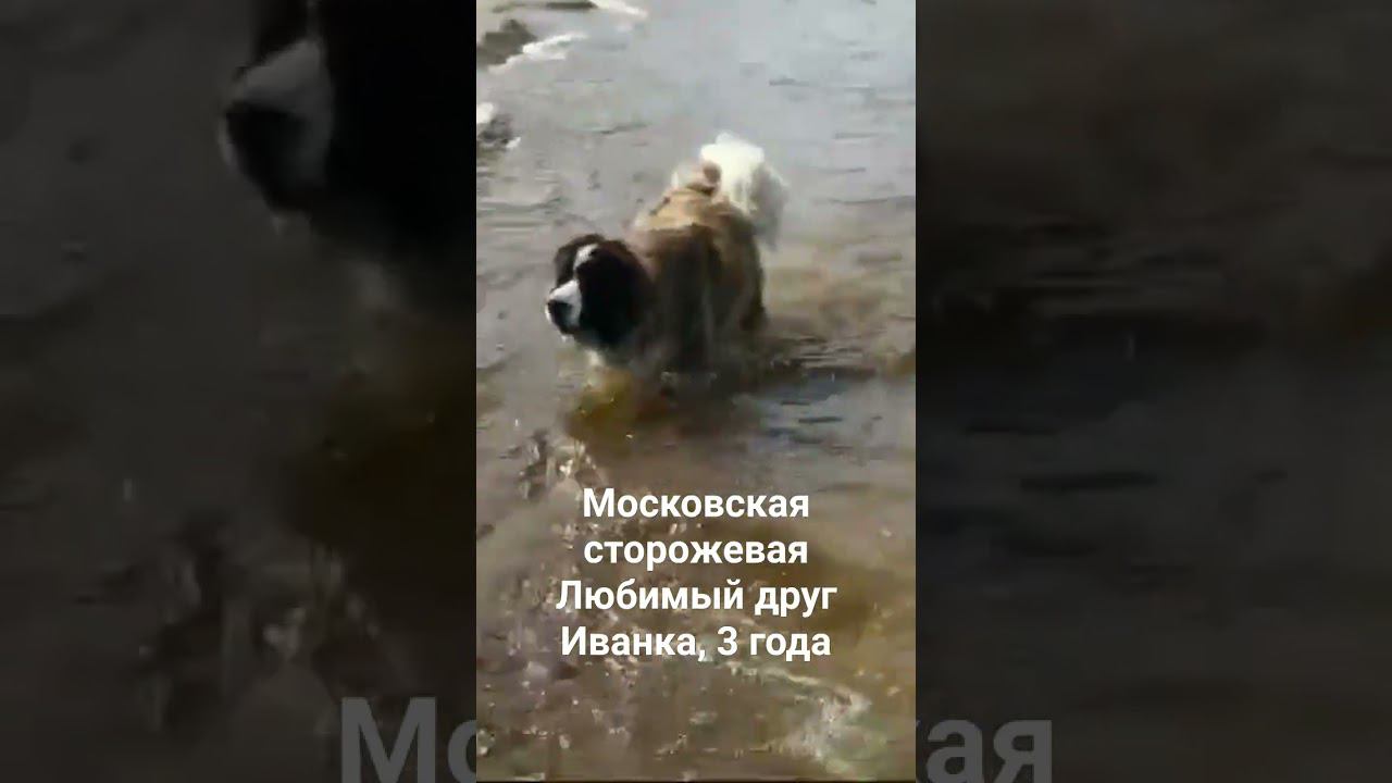 Московская сторожевая любит купаться