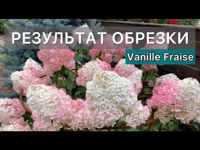 Формировка Гортензии метельчатой подробно с результатом - цветением. Ванилла Фрайз. Дневник садовода