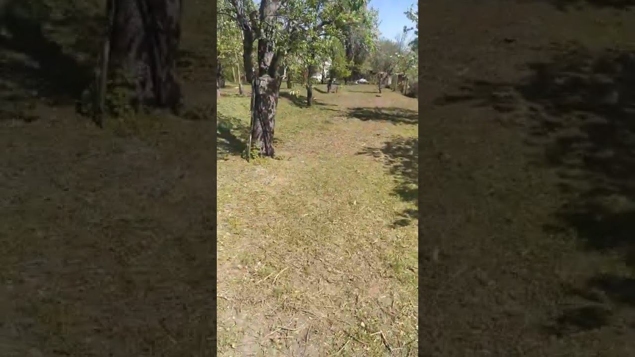 Покос травы триммером stihl fs450. Mowing grass with stihl fs450 trimmer