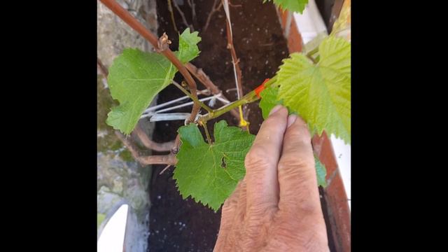 Нормировка винограда перед цветением