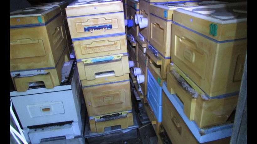 ответы на вопросы - вентиляция при зимовке пчел в зимовнике