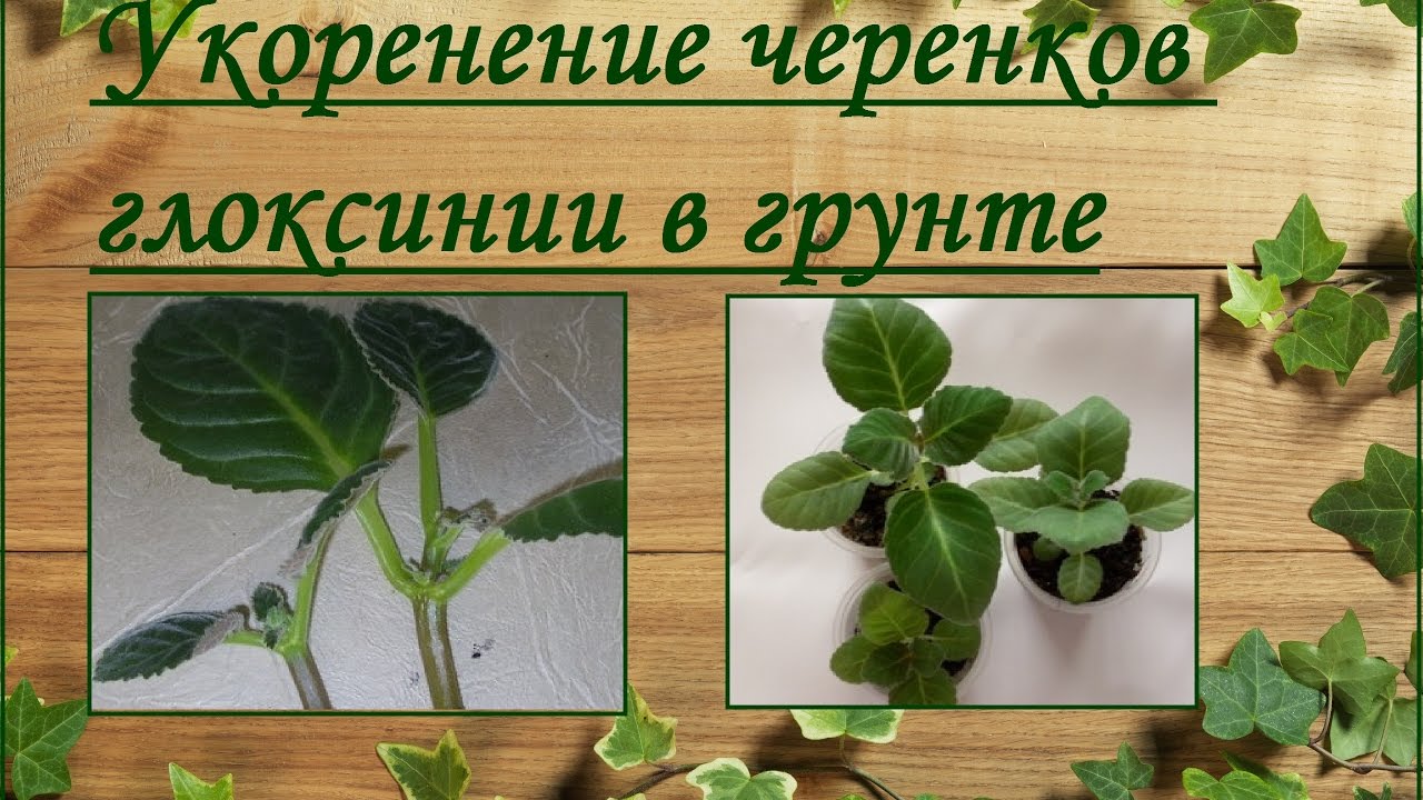 Глоксинии размножение, укоренение стеблевых черенков глоксинии в грунте